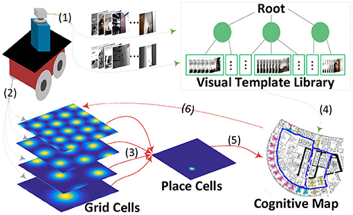 Frontiers | Multi-Scale Extension in an Entorhinal-Hippocampal Model ...