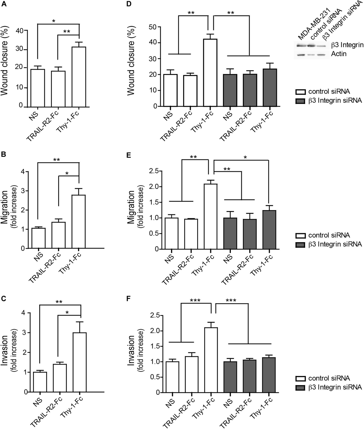 Frontiers | Thy-1 (CD90)-Induced Metastatic Cancer Cell Migration and ...