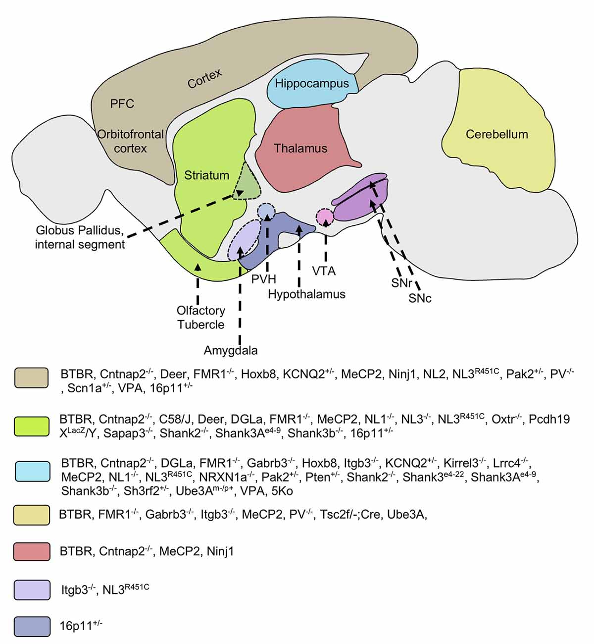 Frontiers | Neural Mechanisms Underlying Repetitive Behaviors in Rodent ...