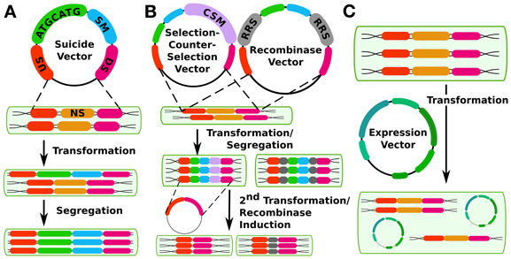 Frontiers | Synthetic biology of cyanobacteria: unique challenges and opportunities