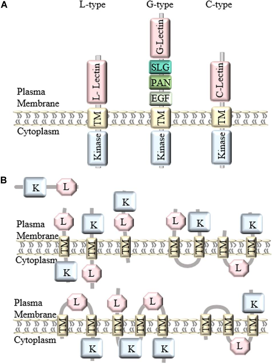 Frontiers | Lectin Receptor-Like Kinases: The Sensor and Mediator at ...