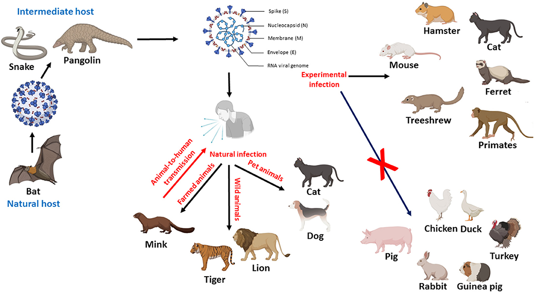 Frontiers | An Overview of SARS-CoV-2 and Animal Infection
