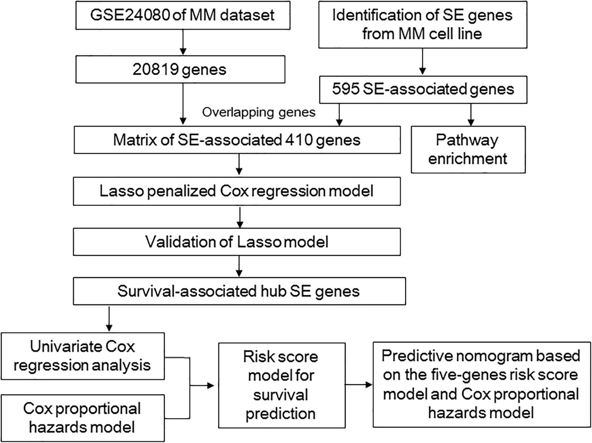 Frontiers | Super-Enhancer Associated Five-Gene Risk Score Model ...
