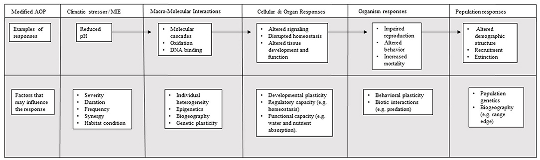 Frontiers | How the Pacific Oyster Responds to Ocean Acidification ...