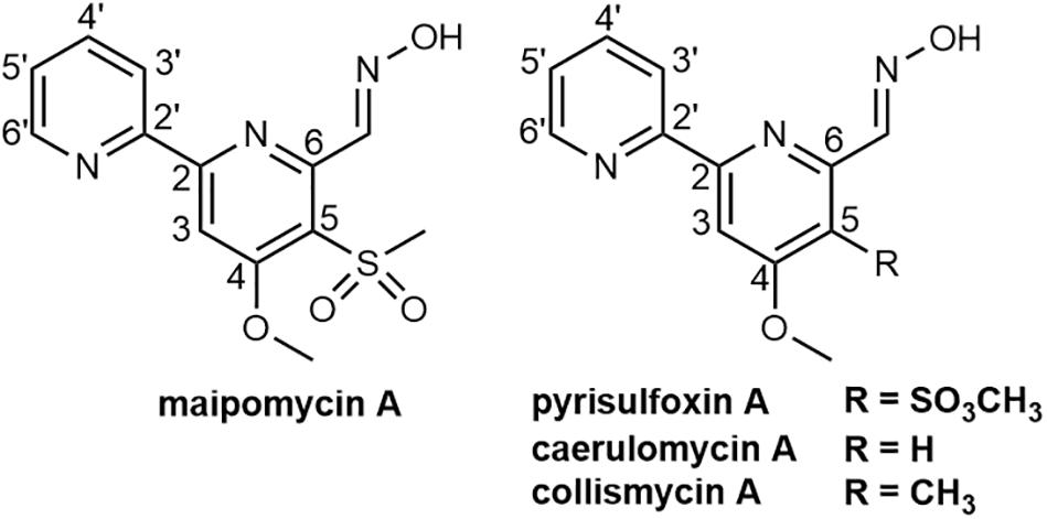 Frontiers | Maipomycin A, a Novel Natural Compound With Promising Anti ...
