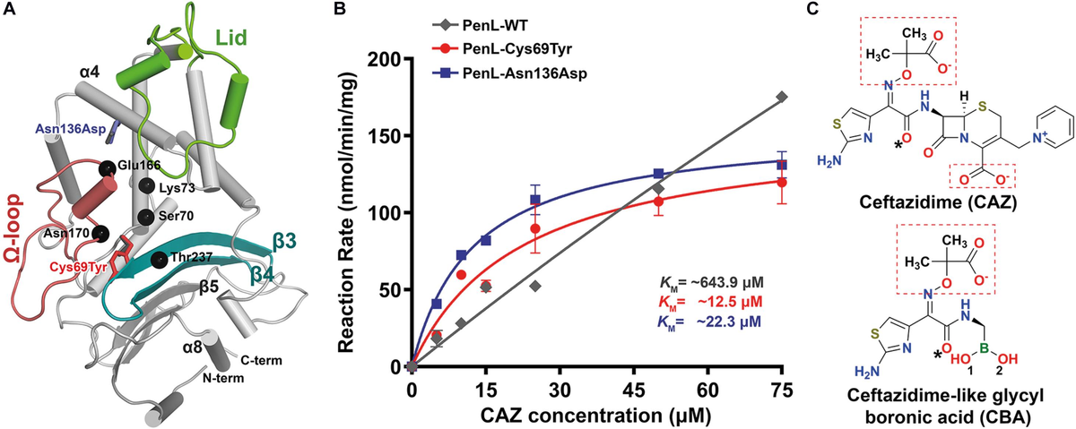Frontiers | Non-catalytic-Region Mutations Conferring Transition of ...
