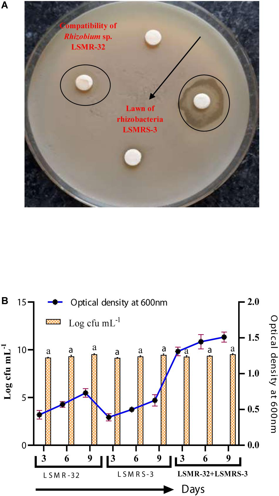 Frontiers | Dual Microbial Inoculation, a Game Changer? – Bacterial ...