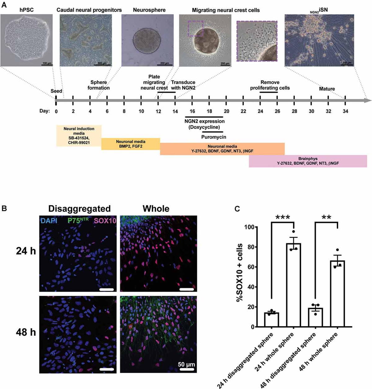 Frontiers | Molecular and Functional Characterization of Neurogenin-2 ...