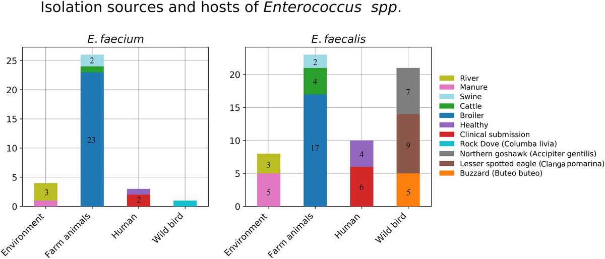 Frontiers | Molecular Characterization of Enterococcus Isolates From ...