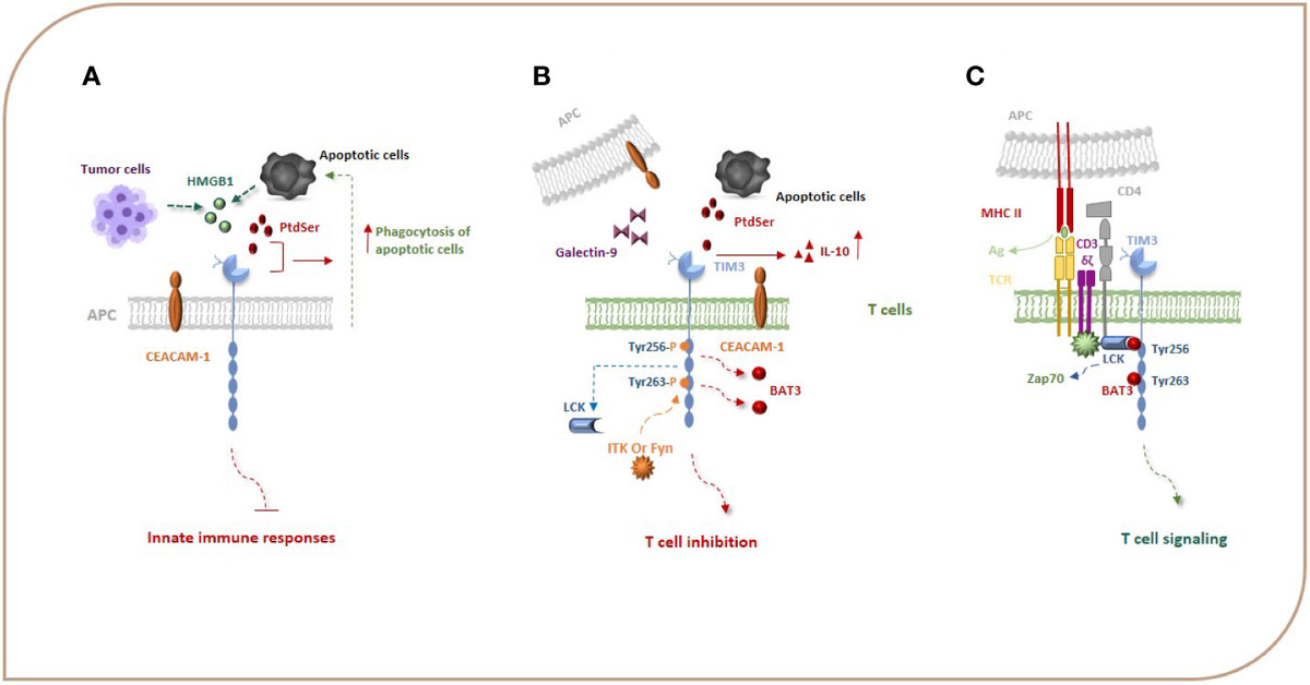 Frontiers | The Role of TIM-3 in Hepatocellular Carcinoma: A Promising ...