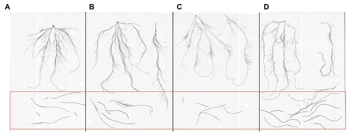 Frontiers | Genome-Wide Association Study on Seminal and Nodal Roots of ...