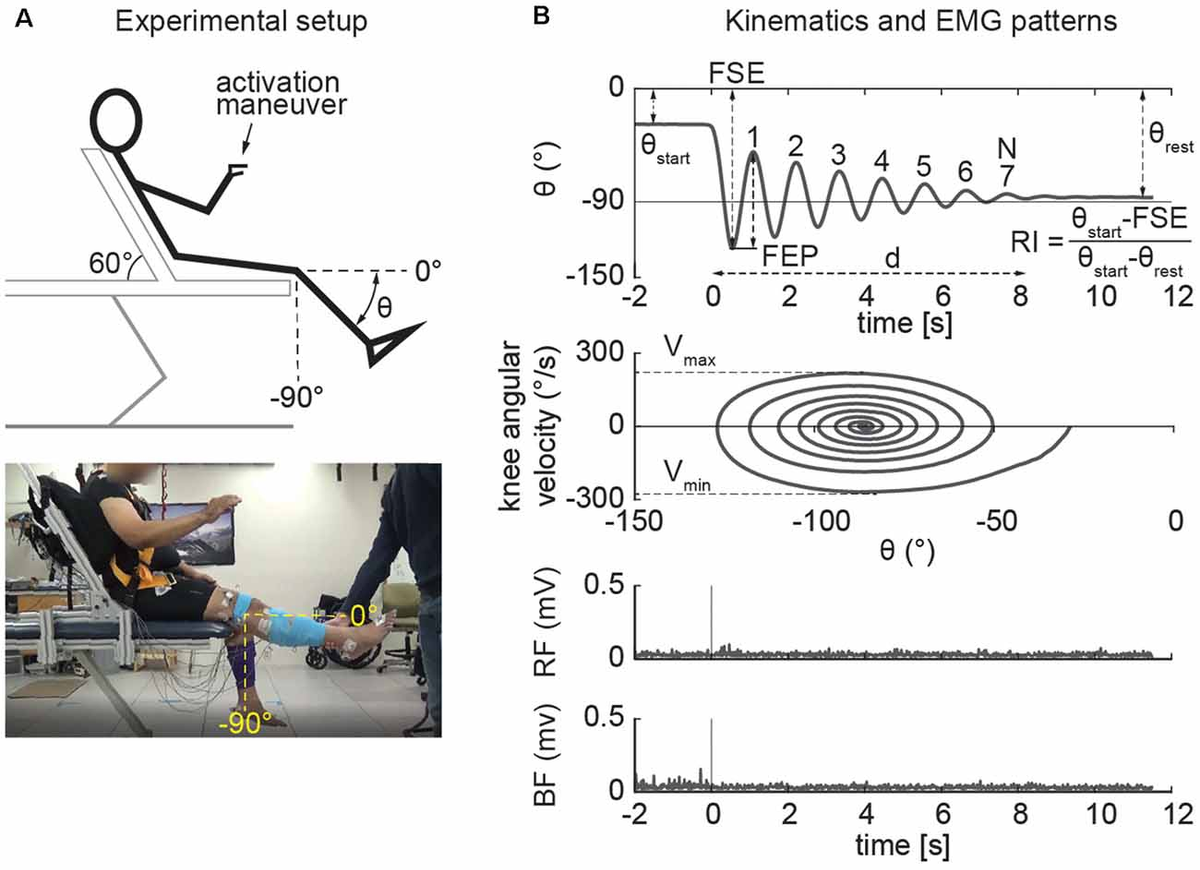 Frontiers | Neuromechanical Assessment of Activated vs. Resting Leg ...
