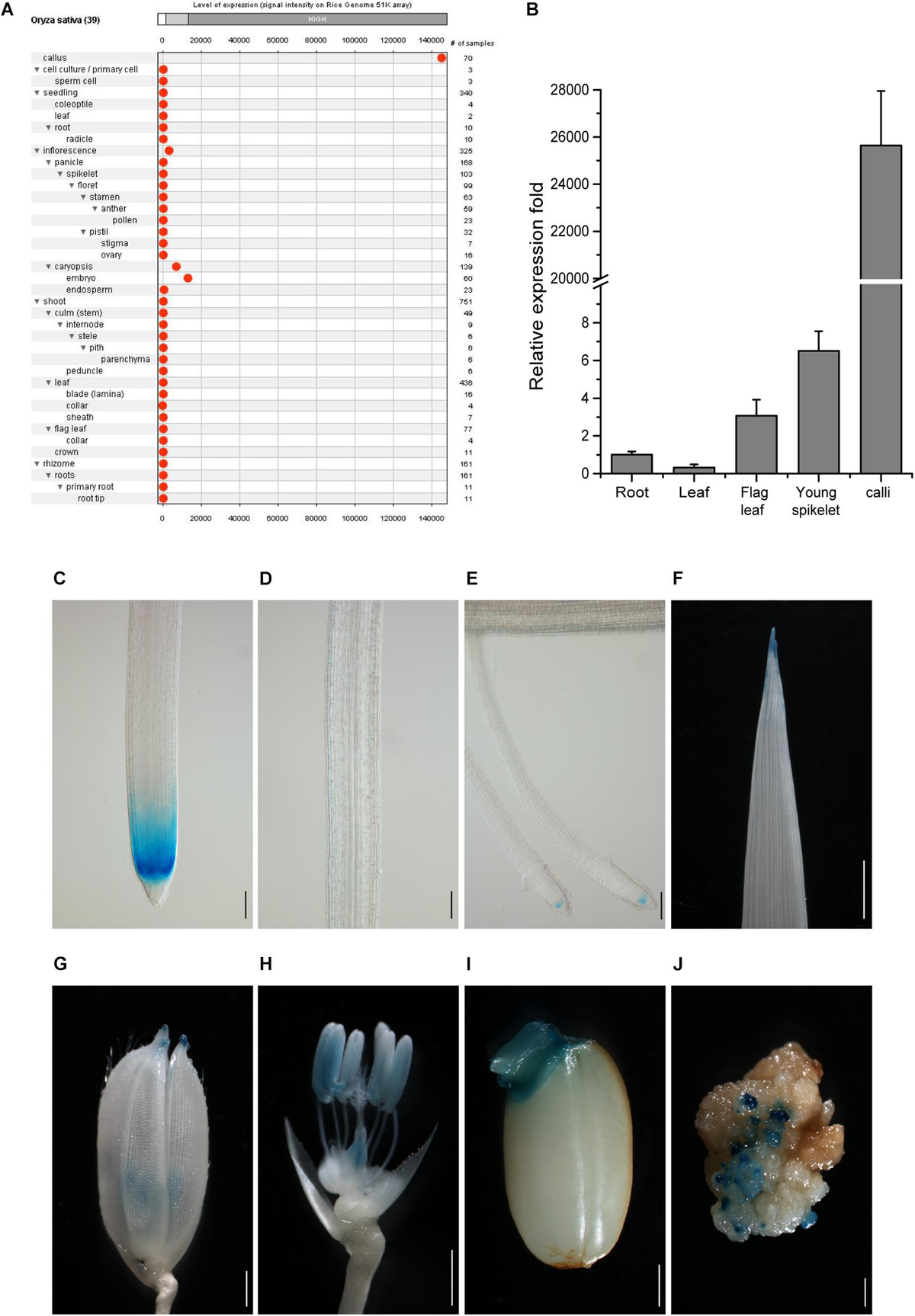 Frontiers | Targeted Transgene Expression in Rice Using a Callus Strong ...