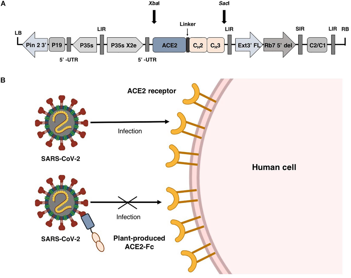 Frontiers | Development of Plant-Produced Recombinant ACE2-Fc Fusion ...