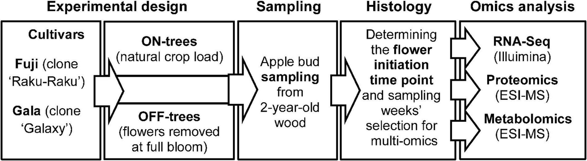 Frontiers | Toward Systematic Understanding of Flower Bud Induction in ...