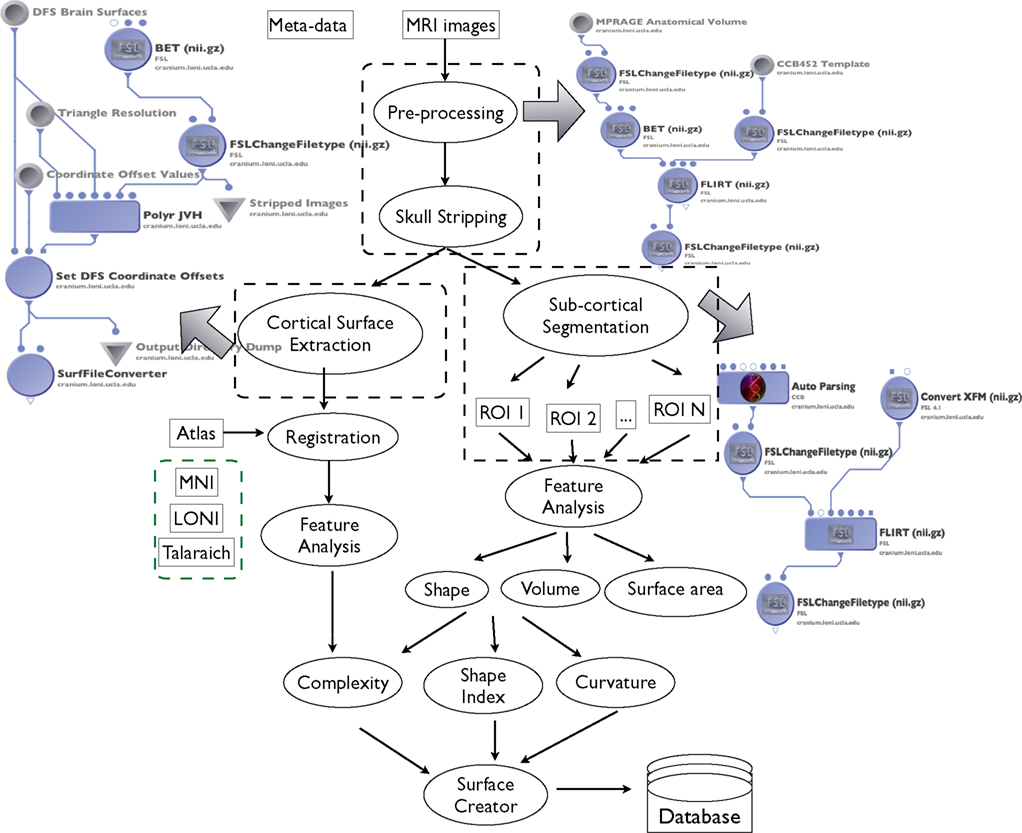 Frontiers | Interactive exploration of neuroanatomical meta-spaces