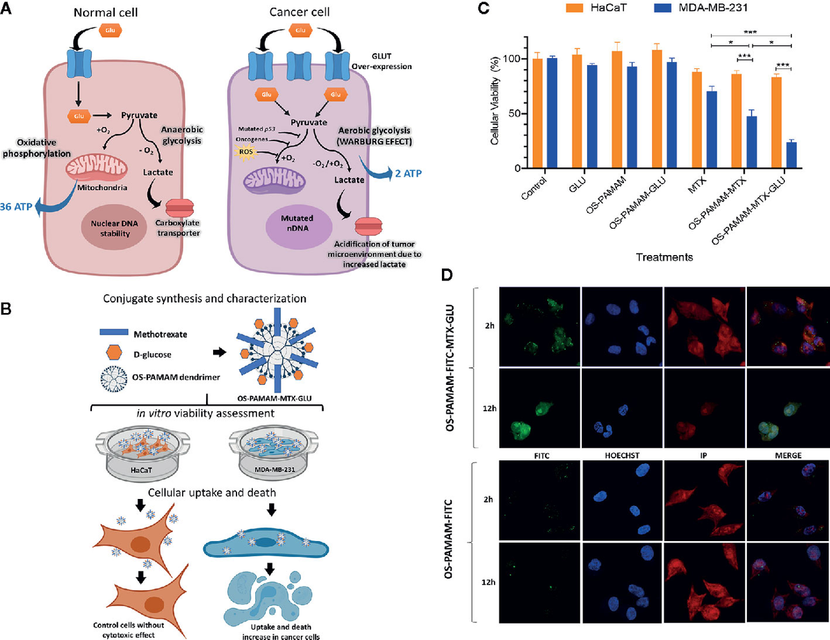 Frontiers | Glycosylated Nanoparticles for Cancer-Targeted Drug Delivery