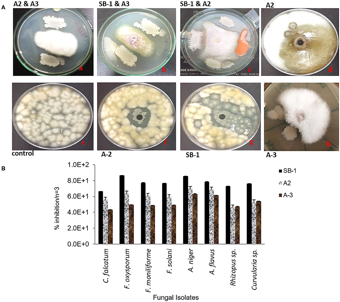 Frontiers | Profiling of Metabolites of Bacillus spp. and Their ...
