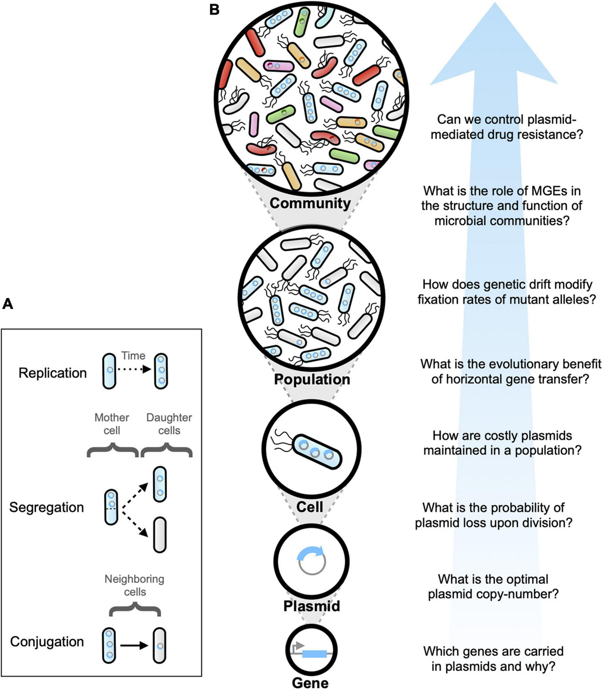 Frontiers | Mathematical Models of Plasmid Population Dynamics