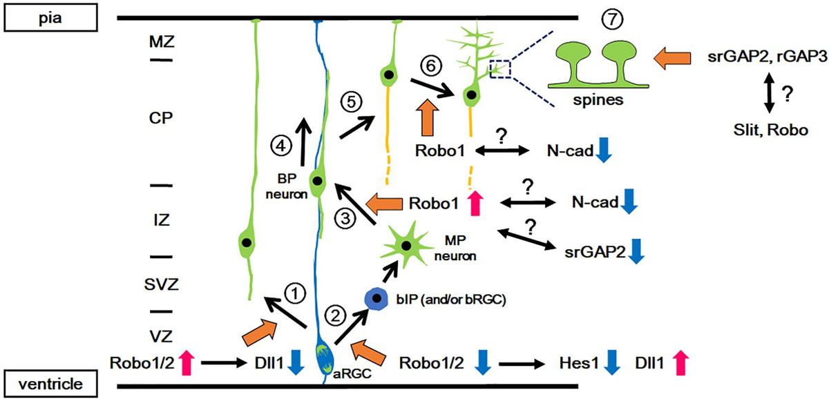 Frontiers | Beyond Axon Guidance: Roles of Slit-Robo Signaling in ...