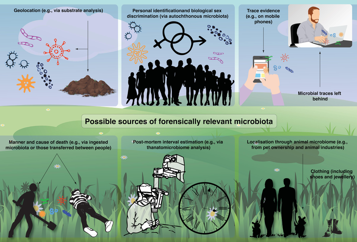 Frontiers | Forensic Applications of Microbiomics: A Review