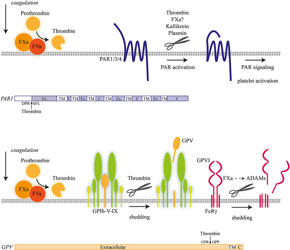 Frontiers | Platelet Membrane Receptor Proteolysis: Implications for ...