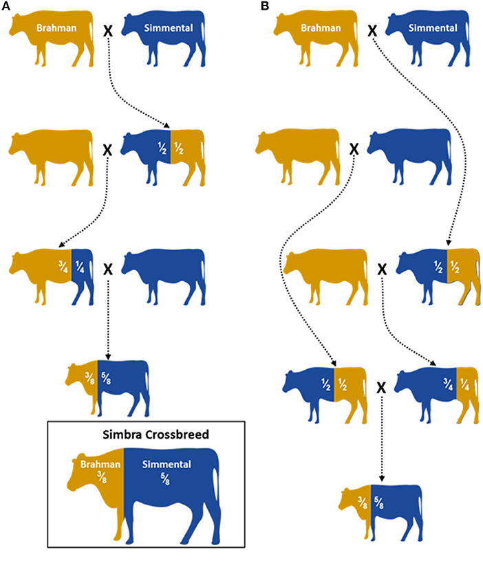 Frontiers | Breed Ancestry, Divergence, Admixture, and Selection ...