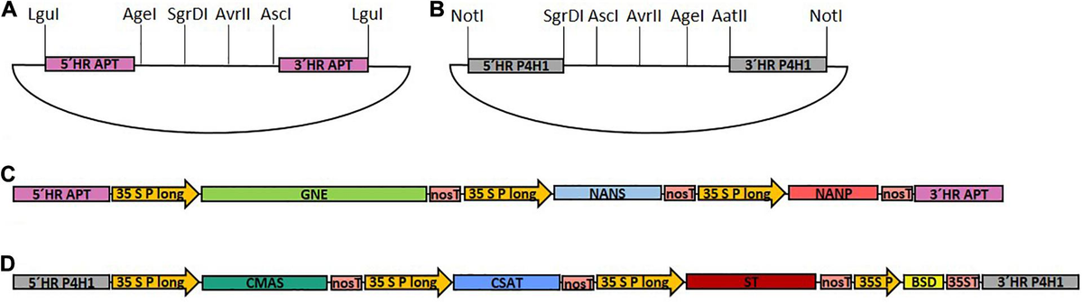 Frontiers | Stable Protein Sialylation in Physcomitrella