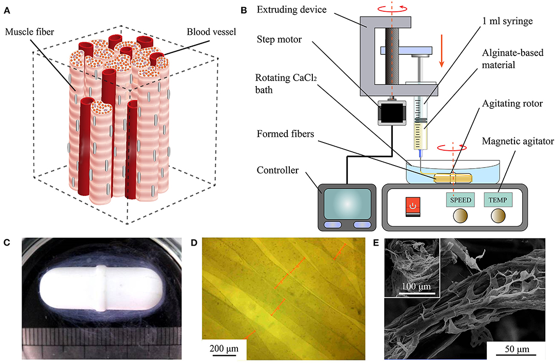 Frontiers | Rapid Fabrication of Cell-Laden Microfibers for ...