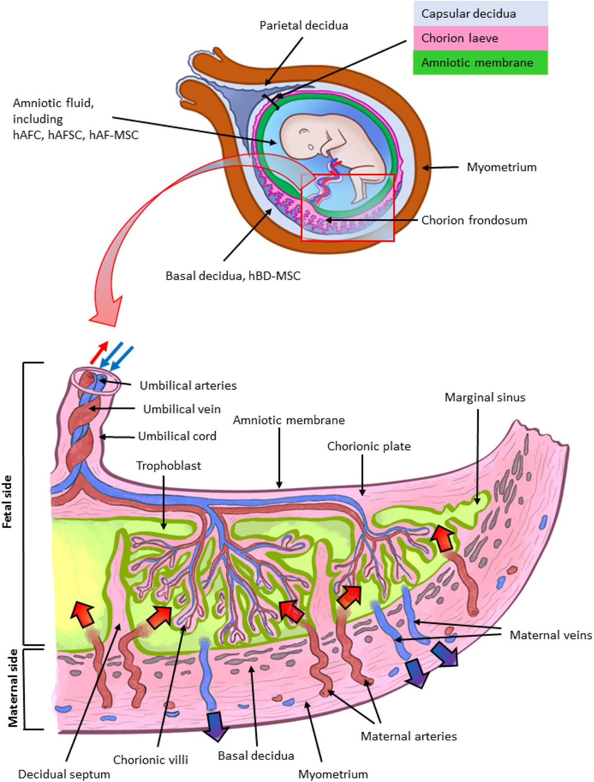Frontiers | Perinatal Derivatives: Where Do We Stand? A Roadmap of the ...