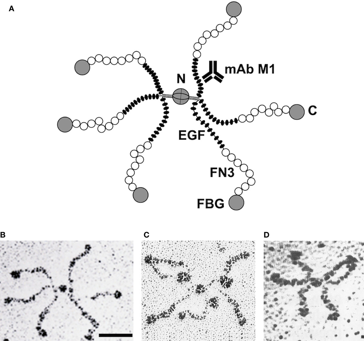 Frontiers | Tenascin-C: From Discovery to Structure-Function Relationships