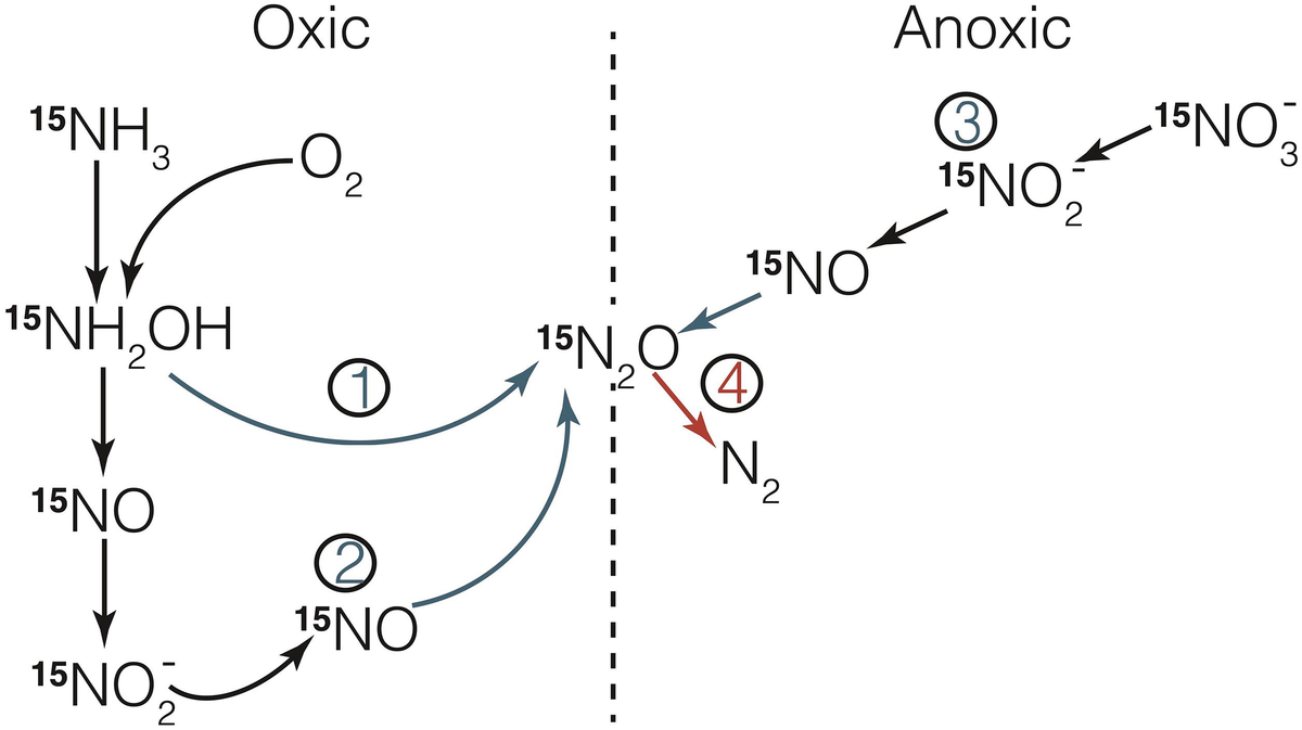 Frontiers | Protocols for Assessing Transformation Rates of Nitrous ...