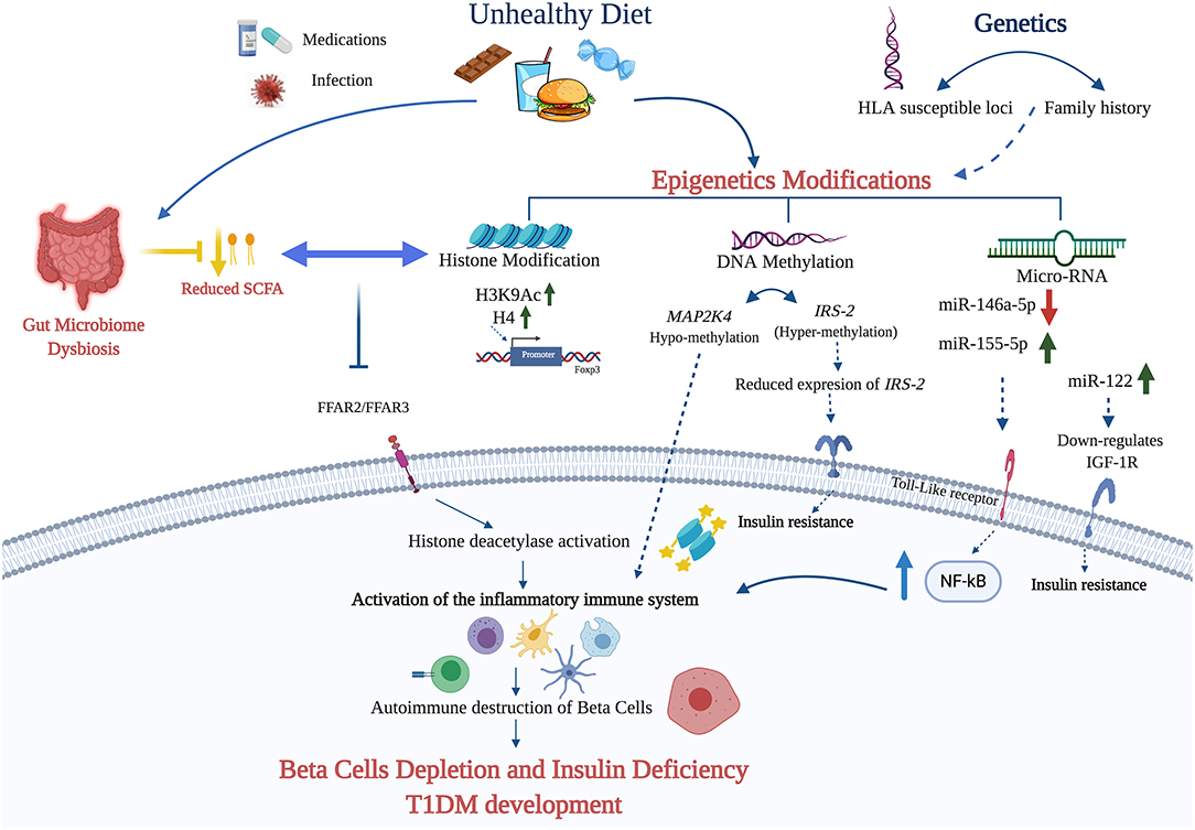 Frontiers | The Interplay Between Diet and the Epigenome in the ...