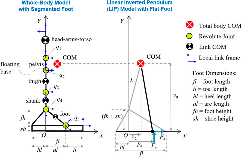 Frontiers | State-Space Characterization of Balance Capabilities in Biped Systems with Segmented ...