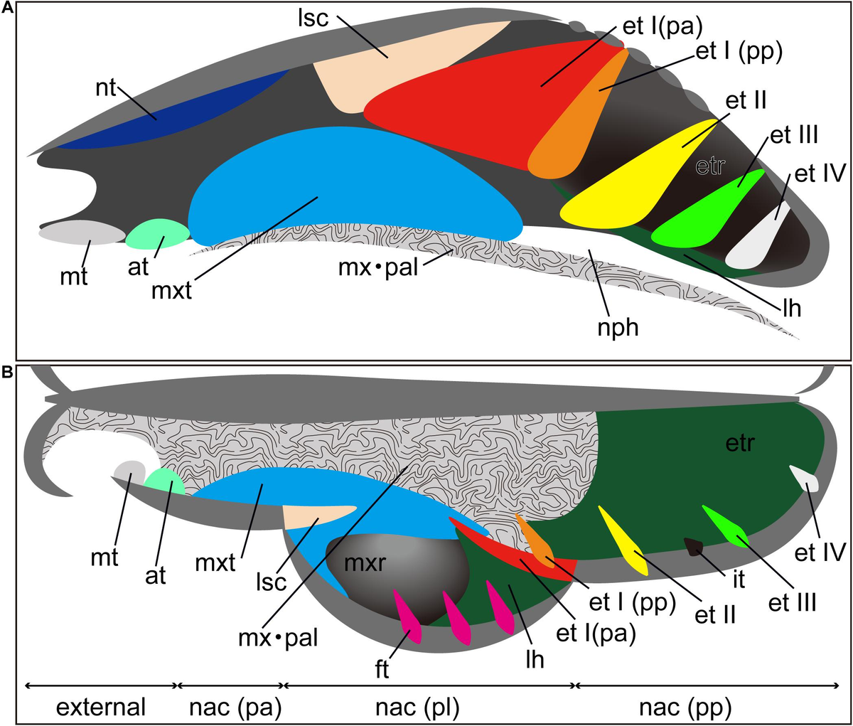 Frontiers | On the Embryonic Development of the Nasal Turbinals and ...
