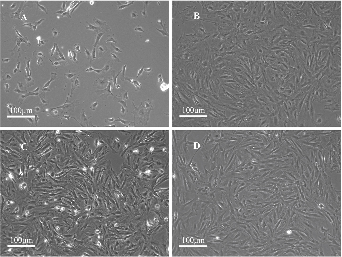 Frontiers | Isolation and Multiple Differentiation of Rat Pericardial ...