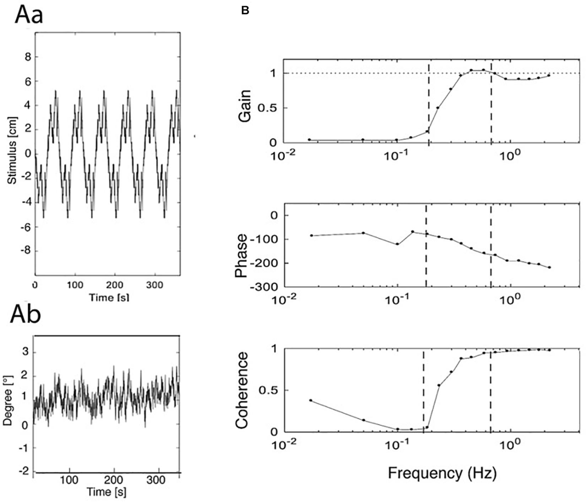 Frontiers | Visual Modulation of Human Responses to Support Surface ...