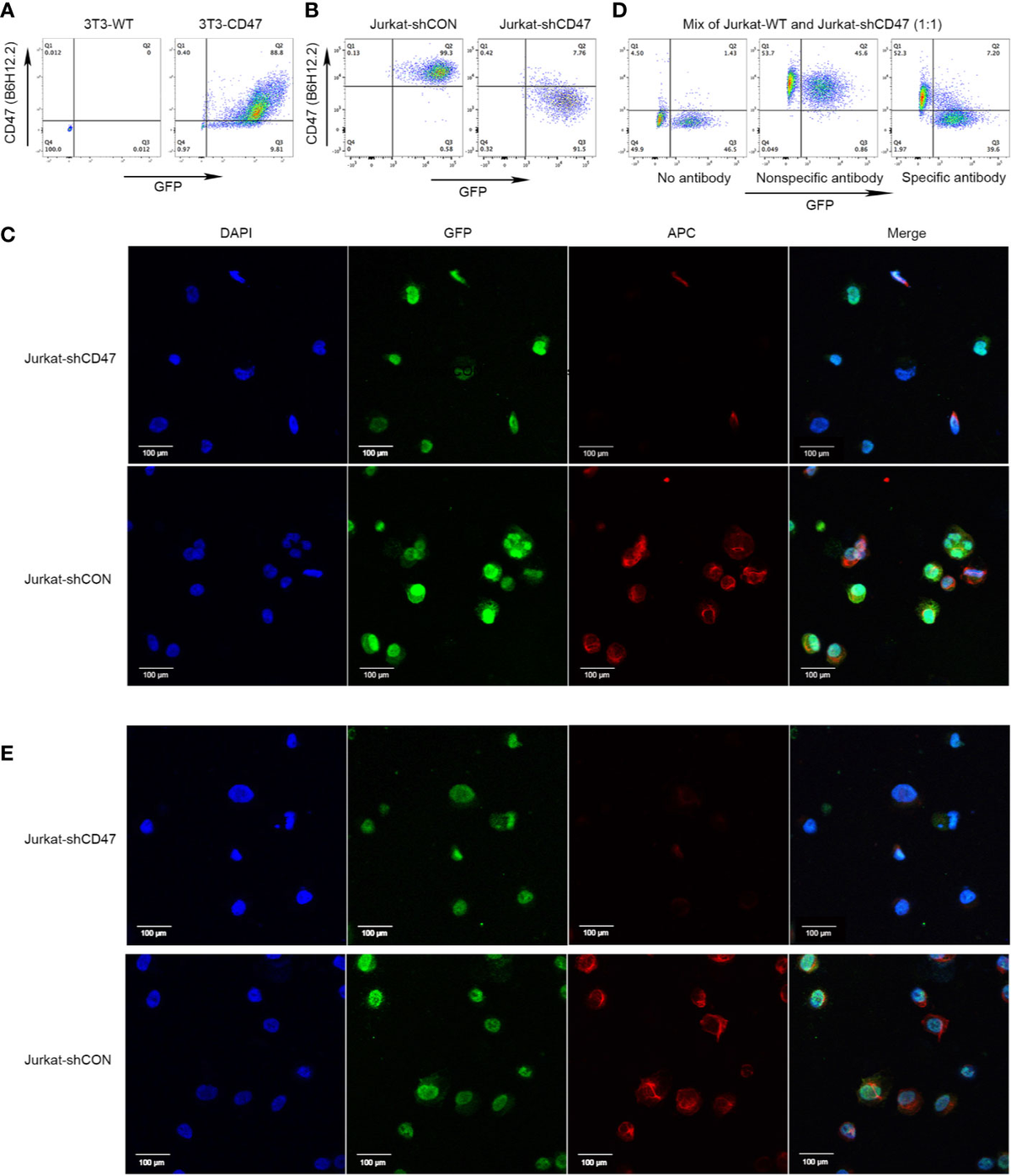 Frontiers | A Novel Blockade CD47 Antibody With Therapeutic Potential ...
