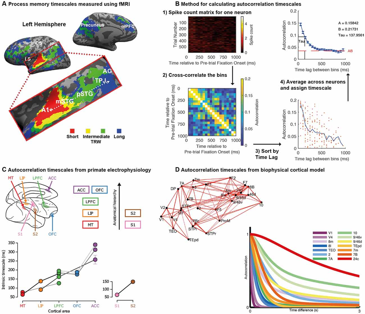 Frontiers A Diversity Of Intrinsic Timescales Underlie Neural Computations