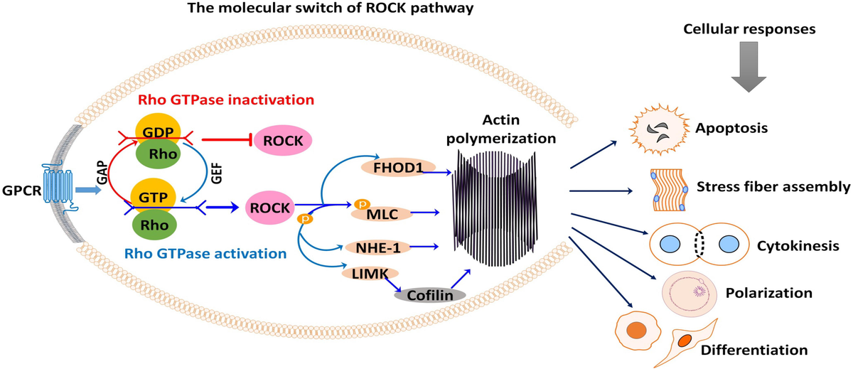 Frontiers | Rocking the Boat: The Decisive Roles of Rho Kinases During ...