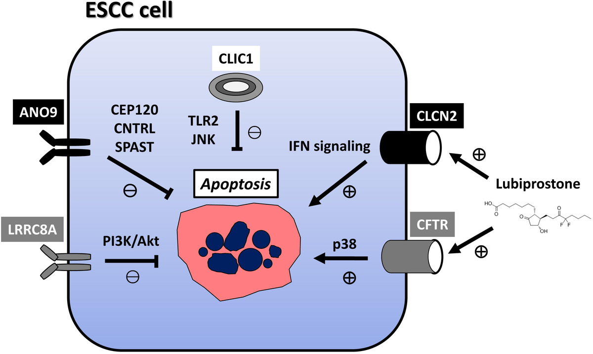 Frontiers | Roles of Ion and Water Channels in the Cell Death and ...