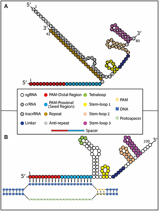 Frontiers | Using Synthetically Engineered Guide RNAs to Enhance CRISPR ...