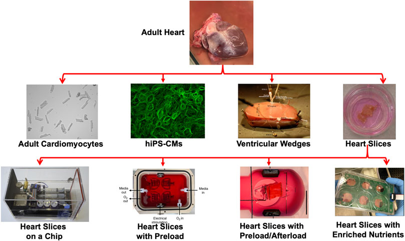 Frontiers | Heart Slices to Model Cardiac Physiology