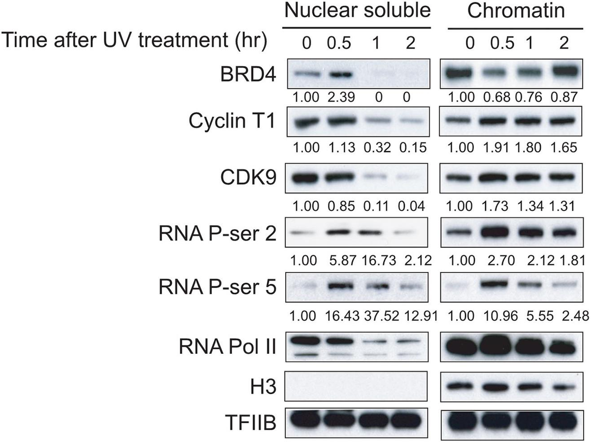 Frontiers | DNA Damage Induces Dynamic Associations of BRD4/P-TEFb With ...