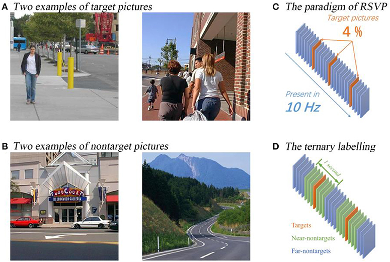 Frontiers | Target Detection Using Ternary Classification During a ...