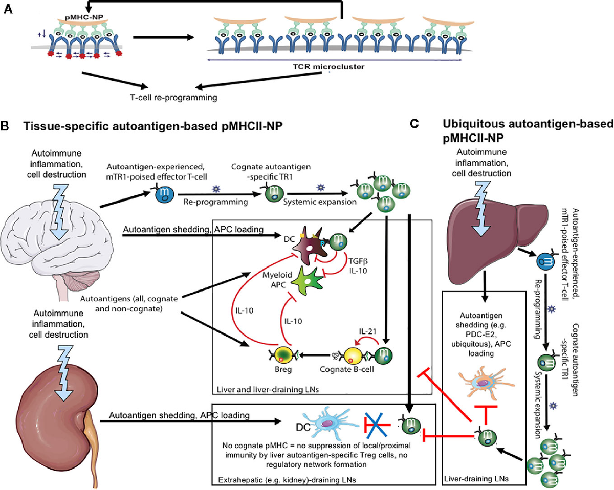 Frontiers | Peptide-MHC-Based Nanomedicines for the Treatment of ...