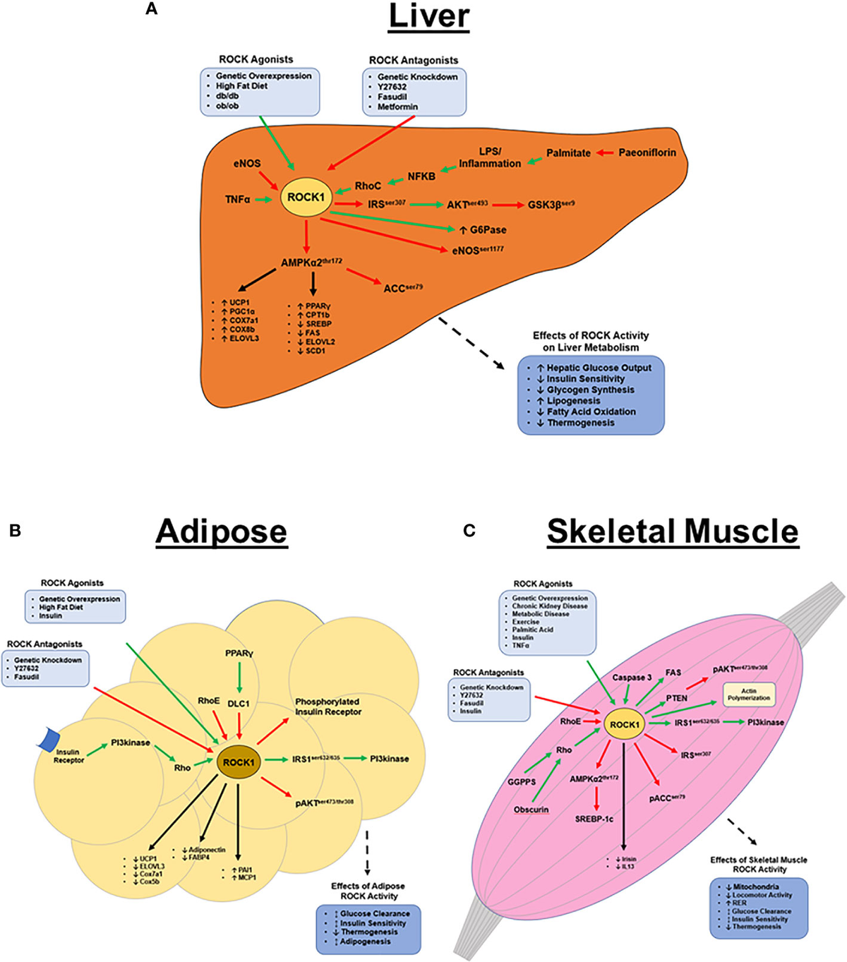 Frontiers | Tissue-Specific Approaches Reveal Diverse Metabolic ...