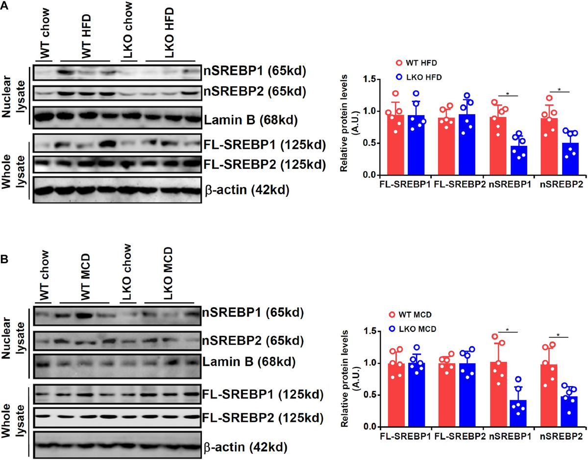 Frontiers | The Chromatin Remodeling Protein BRG1 Regulates SREBP ...