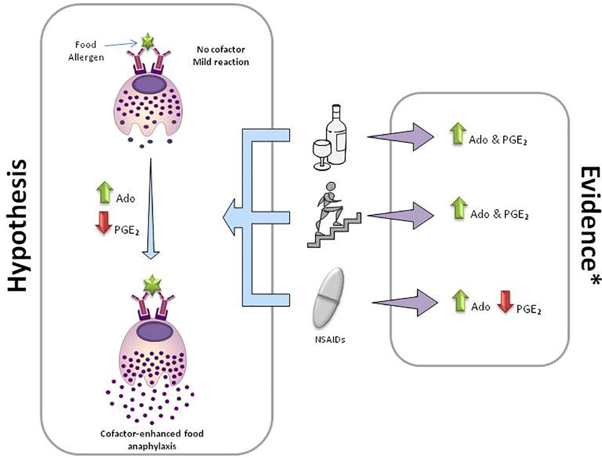Frontiers | Immune-Mediated Mechanisms in Cofactor-Dependent Food ...