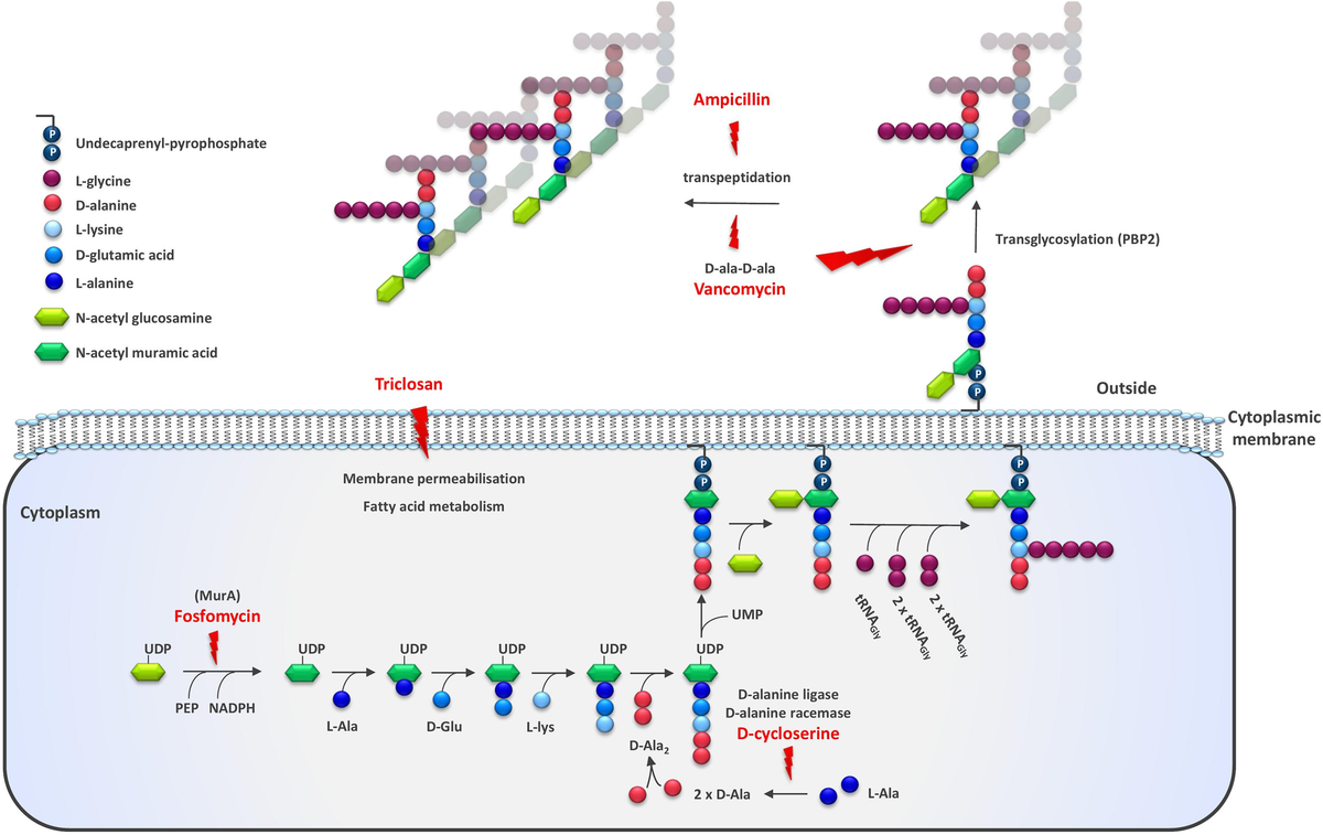 Frontiers | Use of Cell Envelope Targeting Antibiotics and ...
